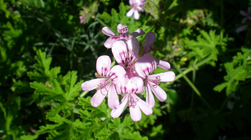 Geranio Oloroso-Geranio de Olor-Pelargonium Graveolens – Para Mi Jardín