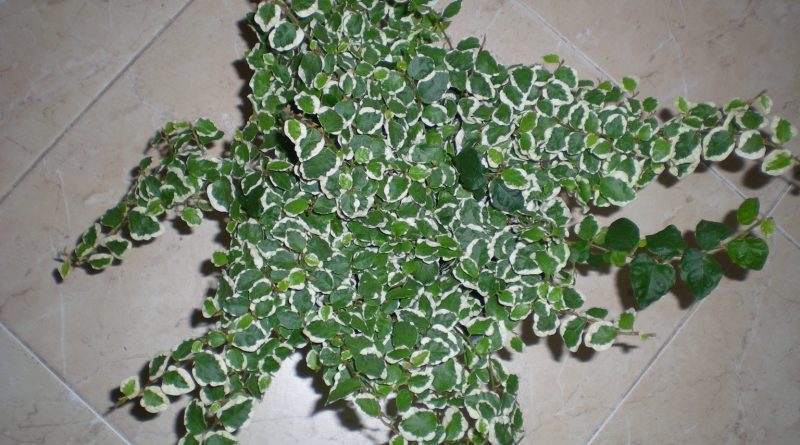 Ficus sunny-Ficus Pumila Sunny – Para Mi Jardín