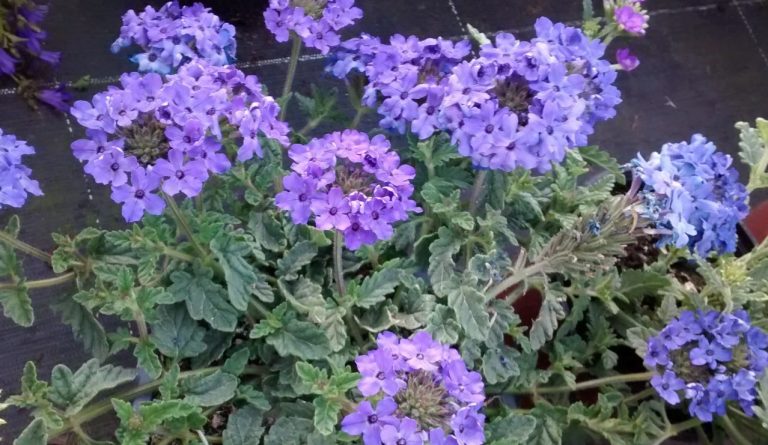 Verbena de Jardín-Verbena Híbrida-Verbena Repens – Para Mi Jardín