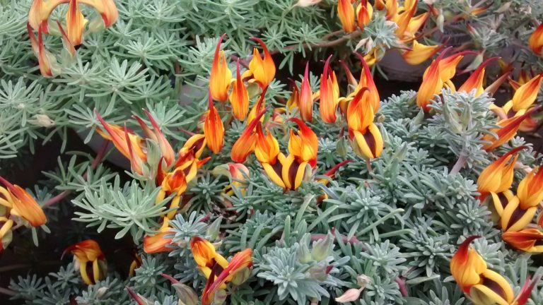 Pico de Loro-Pico de Paloma-Lotus Berthelotii – Para Mi Jardín