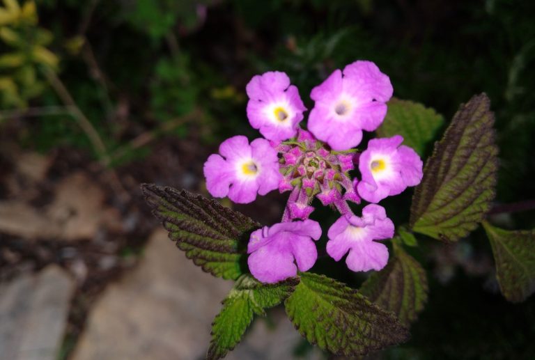 Lantana Rastrera-Lantana Montevidensis – Para Mi Jardín