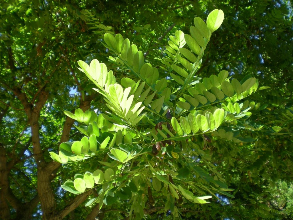 Falsa Acacia-Robinia Pseudoacacia Blanca – Para Mi Jardín