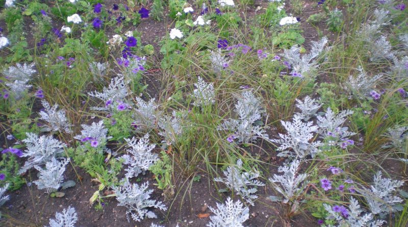 Cineraria Maritima-Senecio Cineraria-Jacobaea Maritima – Para Mi Jardín