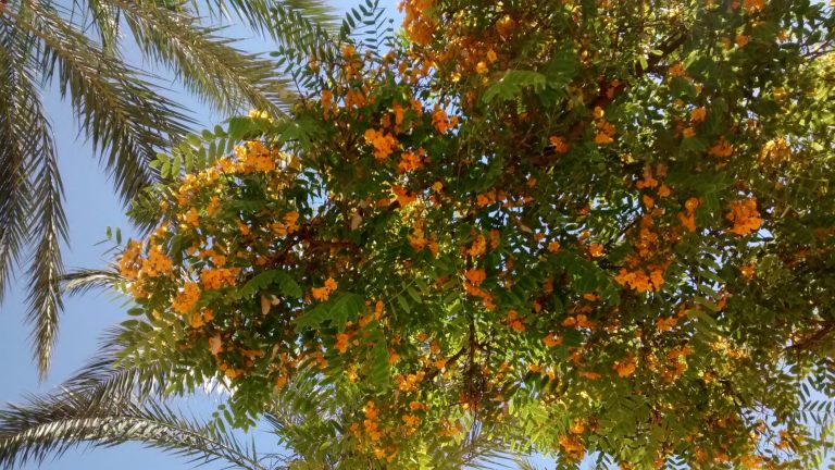 Tipa-Tipuana – Para Mi Jardín