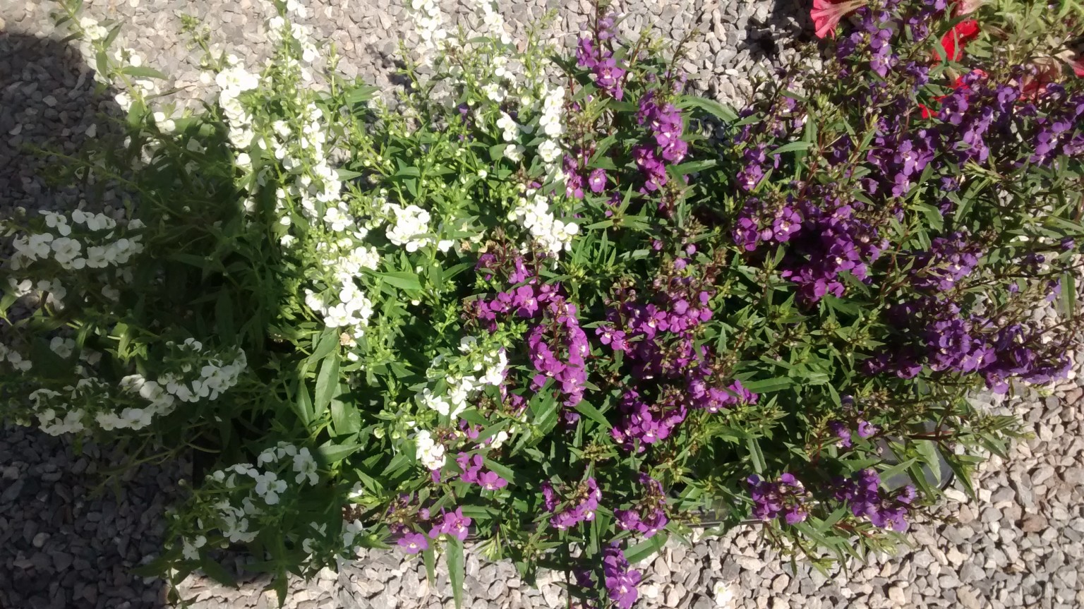 Angelonia-Angelonia Angustifolia – Para Mi Jardín