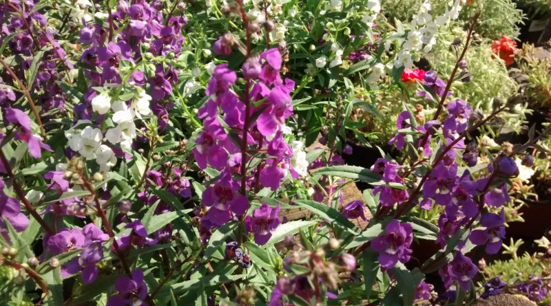 Angelonia-Angelonia Angustifolia – Para Mi Jardín