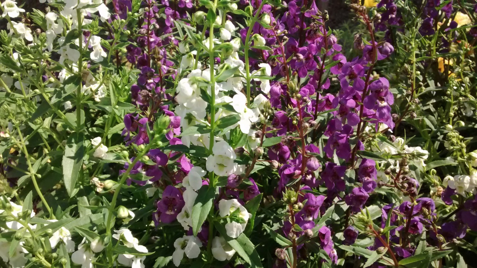Angelonia-Angelonia Angustifolia – Para Mi Jardín