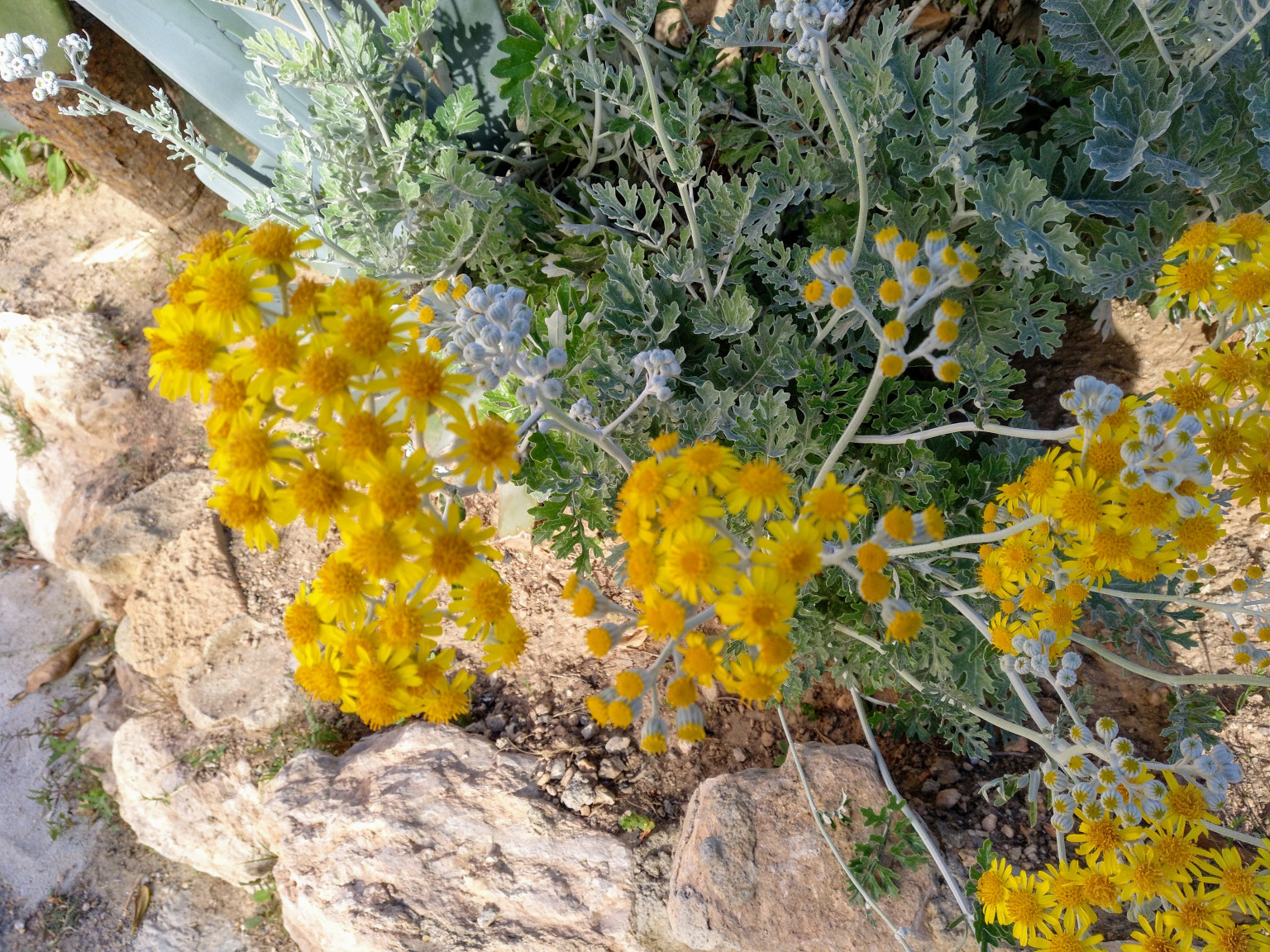 Cineraria Maritima-Senecio Cineraria-Jacobaea Maritima – Para Mi Jardín