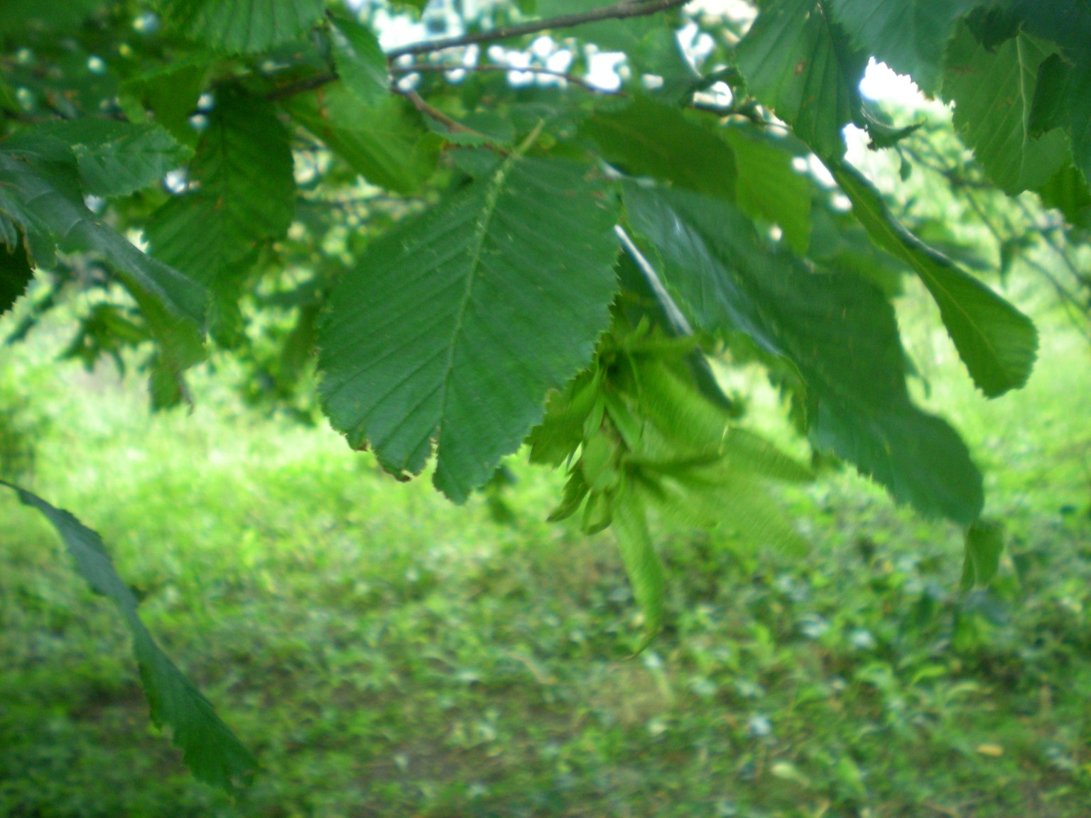 Carpe Común-Carpe Europeo-Carpinus Betulus – Para Mi Jardín