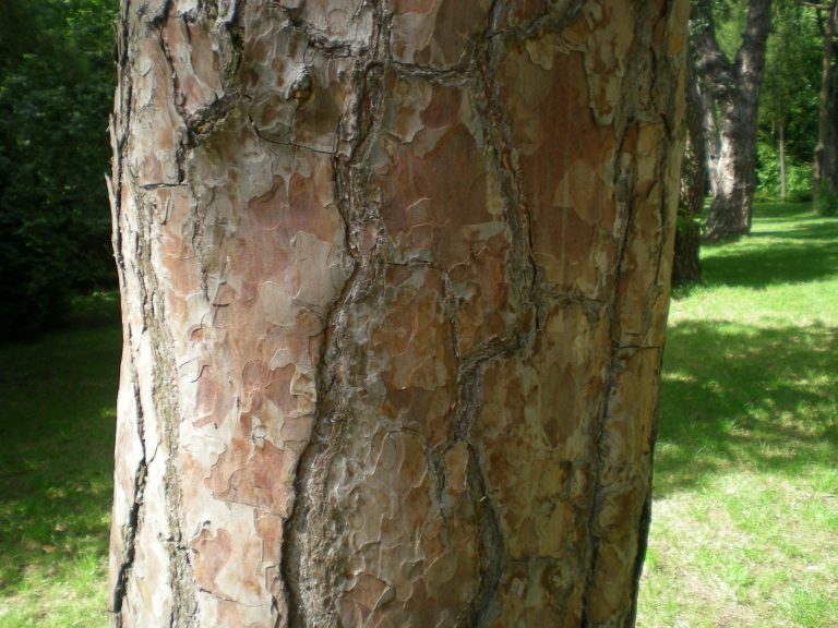 Pino Silvestre-Pino Albar-Pino Escoces-Pinus Sylvestris – Para Mi Jardín