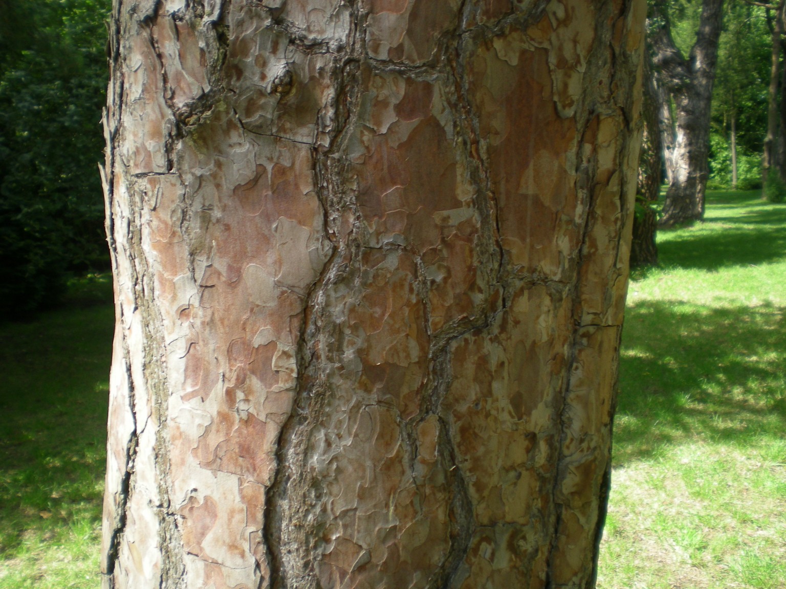 Pino Silvestre-Pino Albar-Pino Escoces-Pinus Sylvestris – Para Mi Jardín