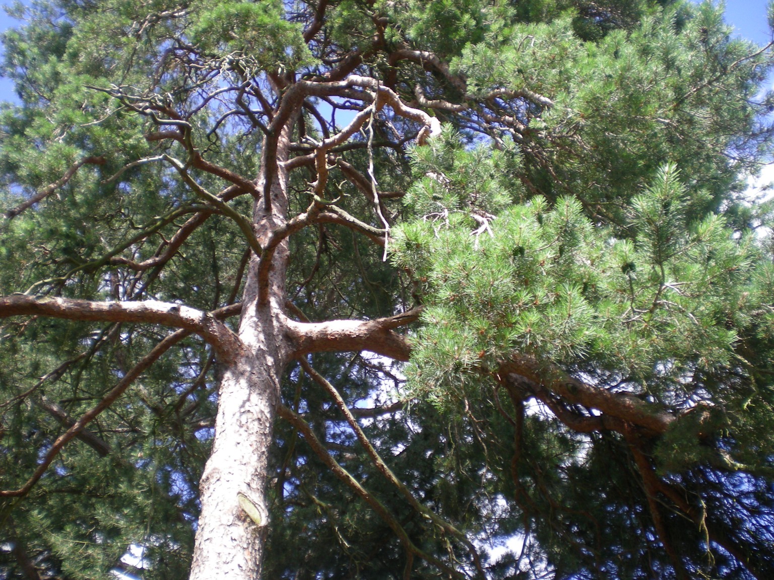 Pino Silvestre-Pino Albar-Pino Escoces-Pinus Sylvestris – Para Mi Jardín
