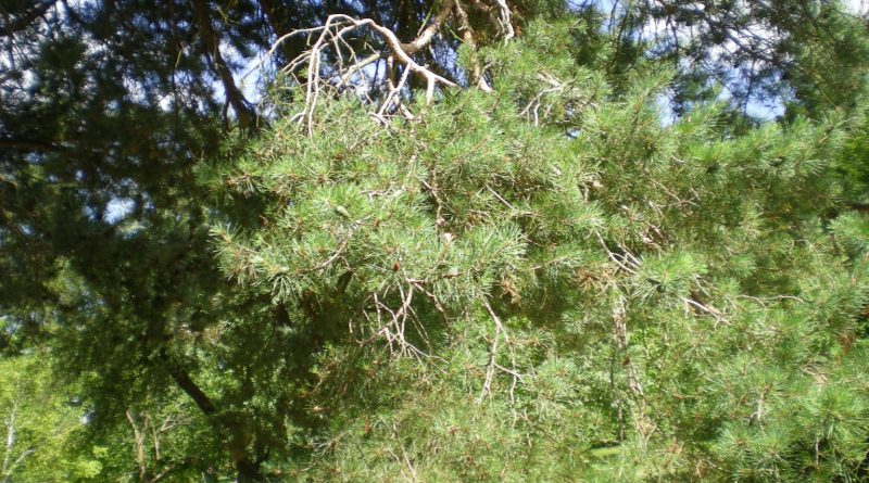 Pino Silvestre-Pino Albar-Pino Escoces-Pinus Sylvestris – Para Mi Jardín