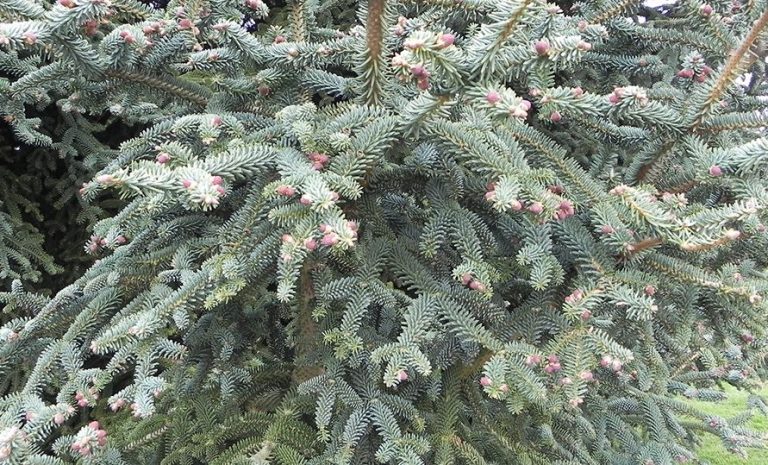 Pinsapo-Abies Pinsapo – Para Mi Jardín