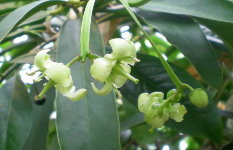 Brexia Madagascariensis – Para Mi Jardín