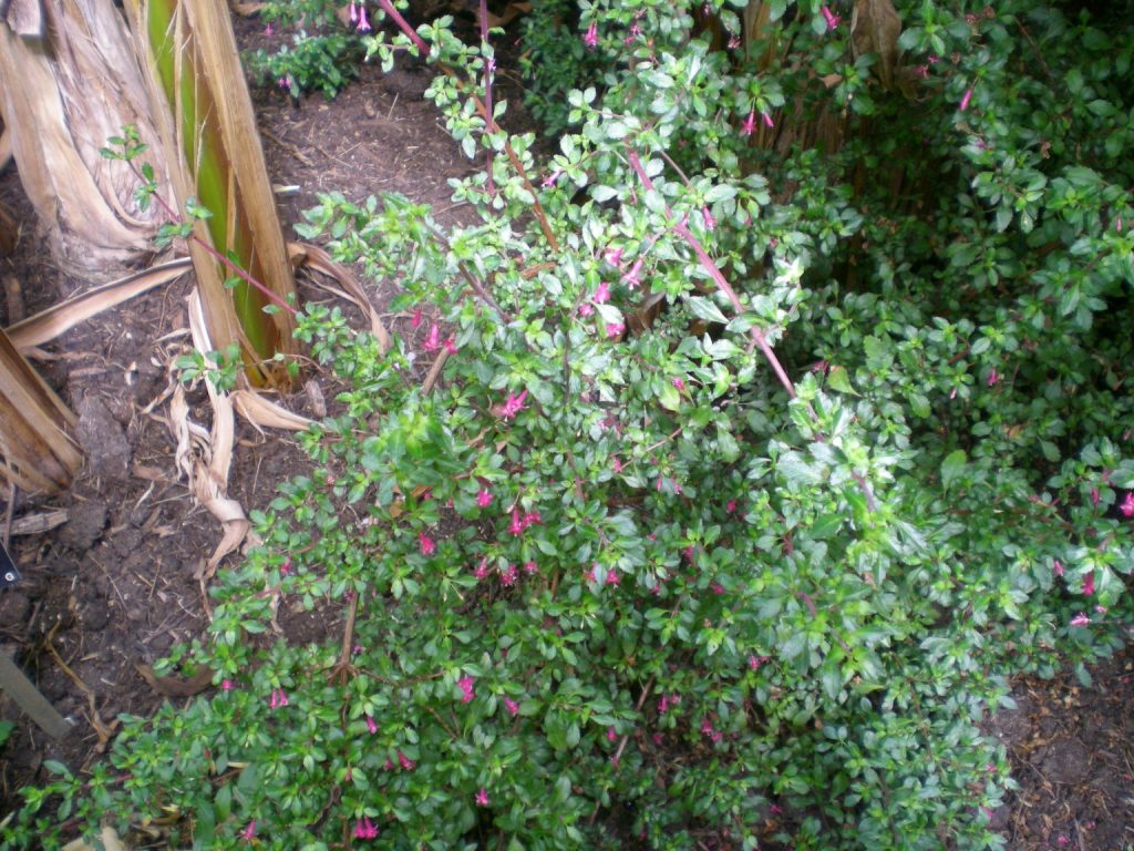 Fucshia Microphylla – Para Mi Jardín