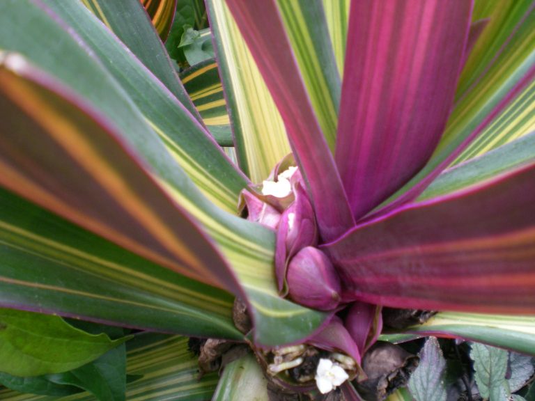 Tradescantia Spathacea Wittata-Rhoeo Discolor Vittata – Para Mi Jardín