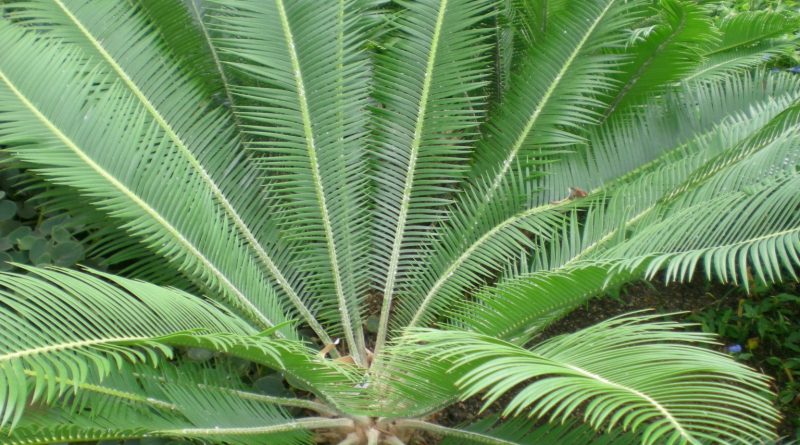 Chamal-Dioon Edule – Para Mi Jardín