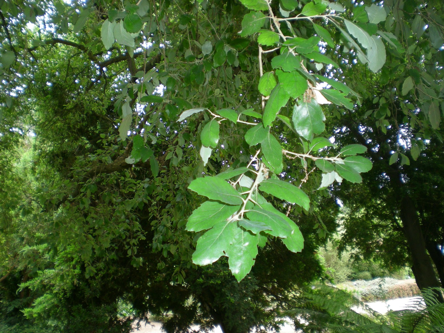 Alcornoque-Quercus Suber – Para Mi Jardín