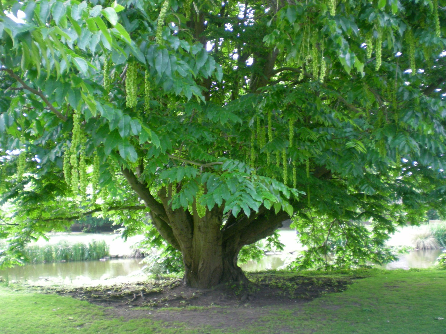 Pterocarya del Cáucaso-Pterocarya Fraxinifolia – Para Mi Jardín