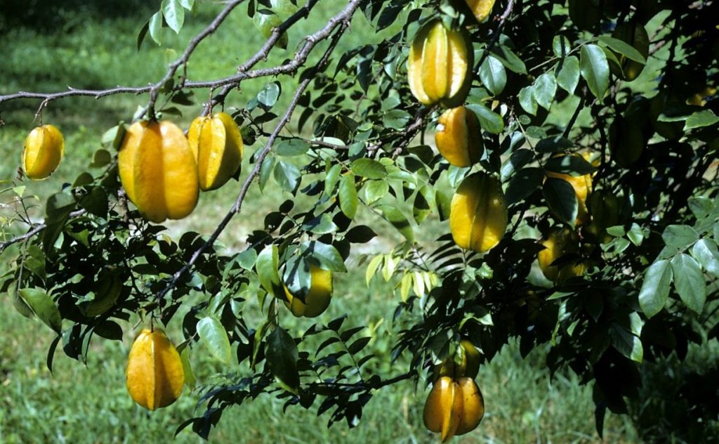 Carambolo-Fruto Estrellado-Averrhoa Carambola – Para Mi Jardín