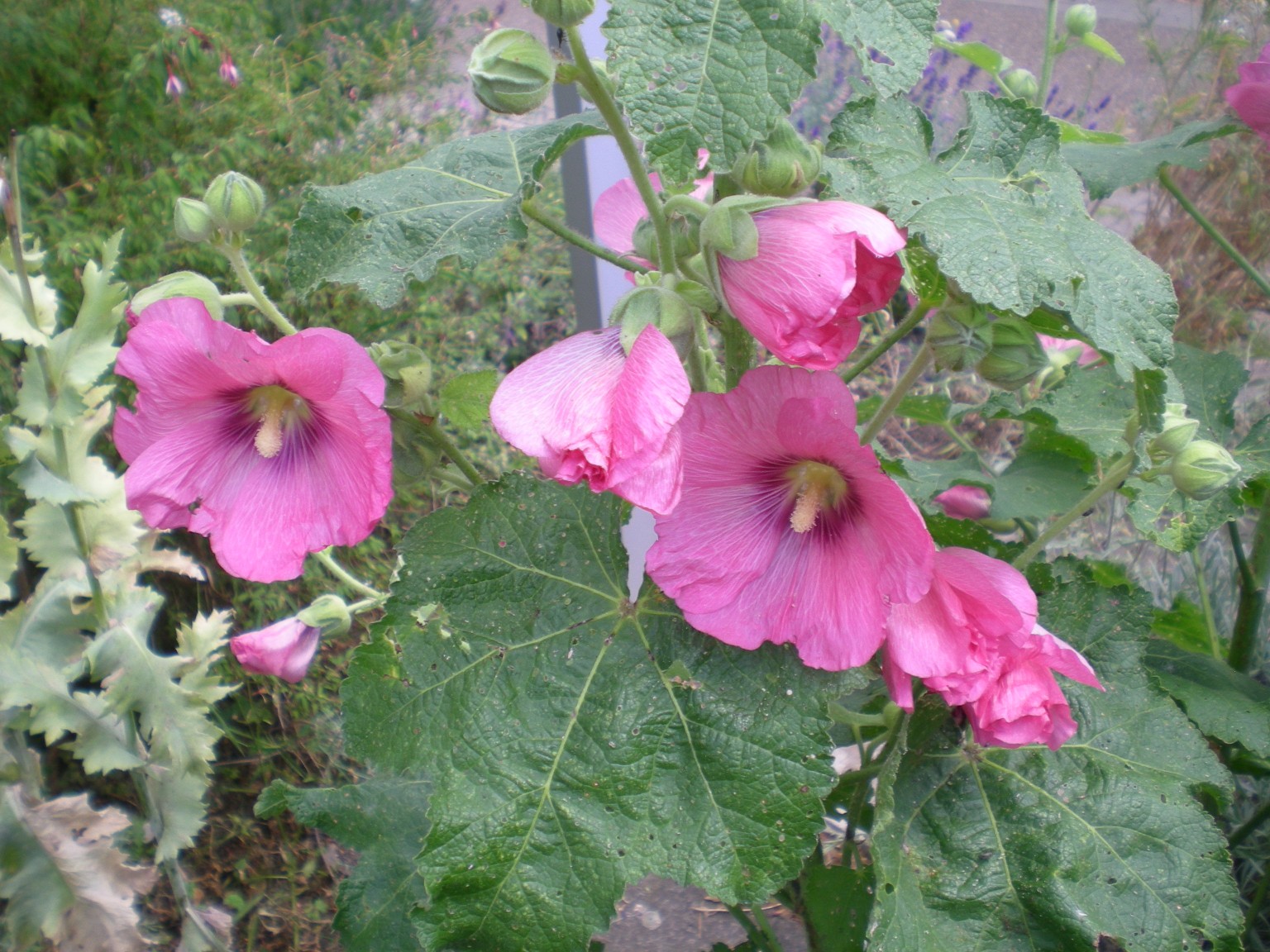 Malva Real-Malva Rosa-Alcea Rosea-Althaea Rosea – Para Mi Jardín