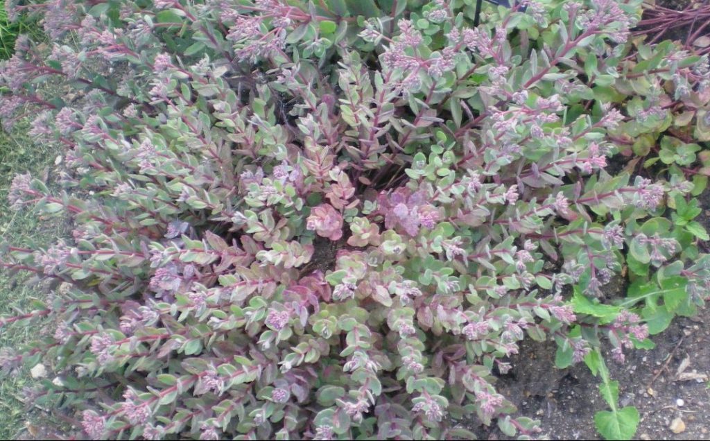 Sedum Ruby Glow – Para Mi Jardín