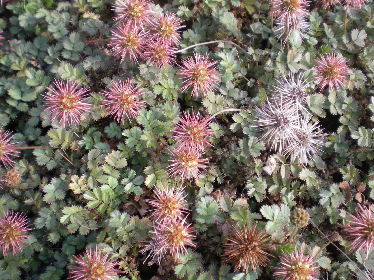 Acaena Inermis – Para Mi Jardín