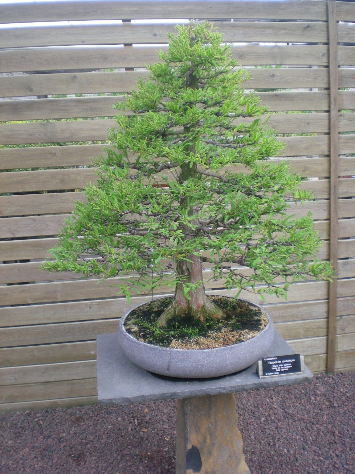 Ciprés de los Pantanos-Taxodium Distichum bonsai – Para Mi Jardín