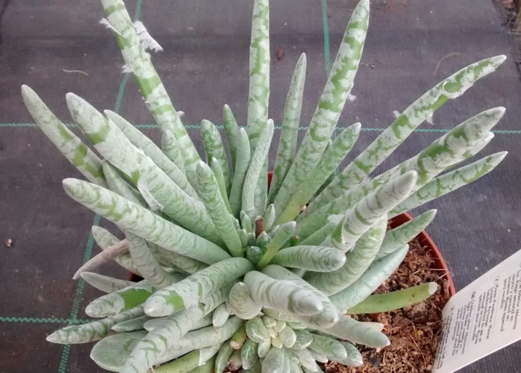 Senecio Lanudo-Senecio Scaposus – Para Mi Jardín