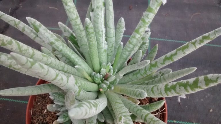 Senecio Lanudo-Senecio Scaposus – Para Mi Jardín