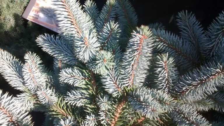 Picea Azul-Abeto Azul-Picea de Colorado-Picea Pungens – Para Mi Jardín