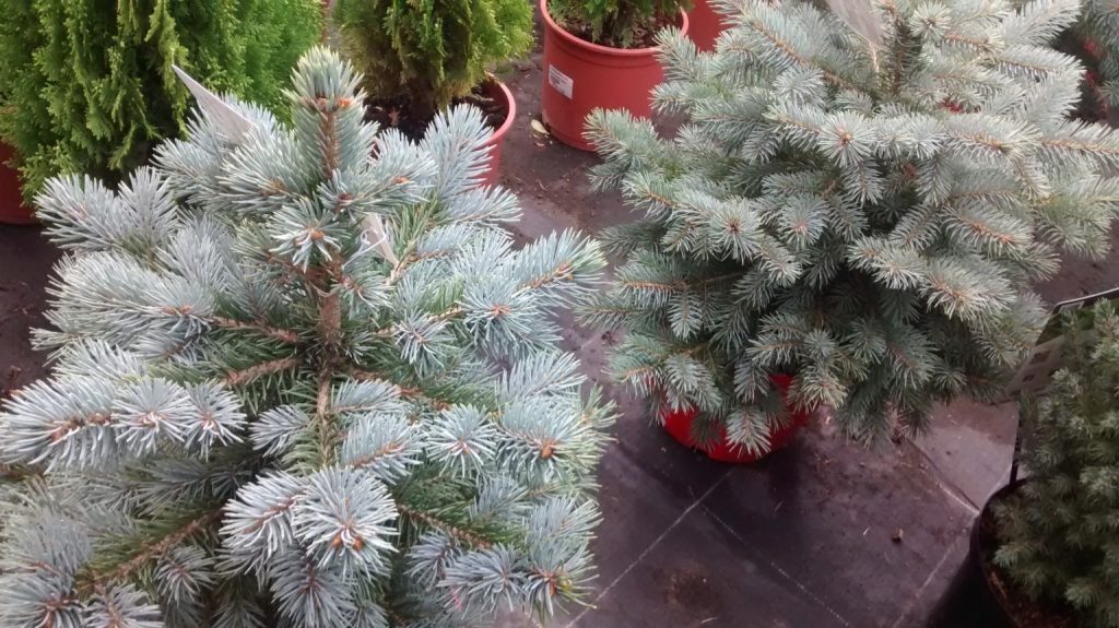 Picea Azul-Abeto Azul-Picea de Colorado-Picea Pungens – Para Mi Jardín