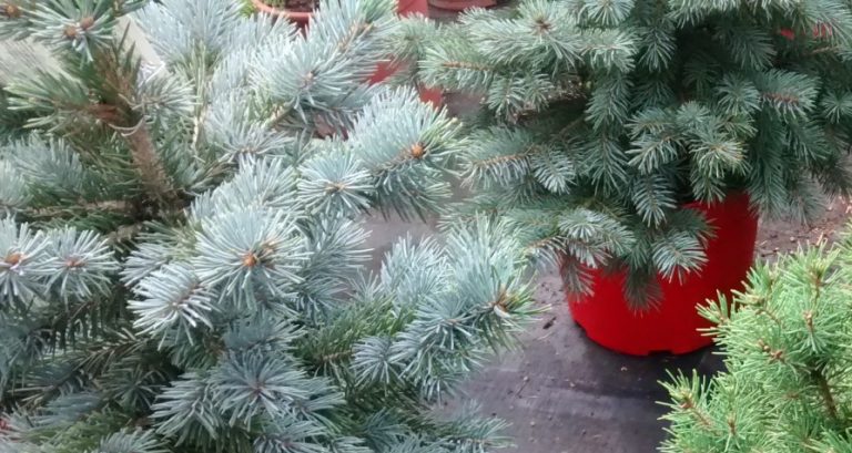 Picea Azul-Abeto Azul-Picea de Colorado-Picea Pungens – Para Mi Jardín