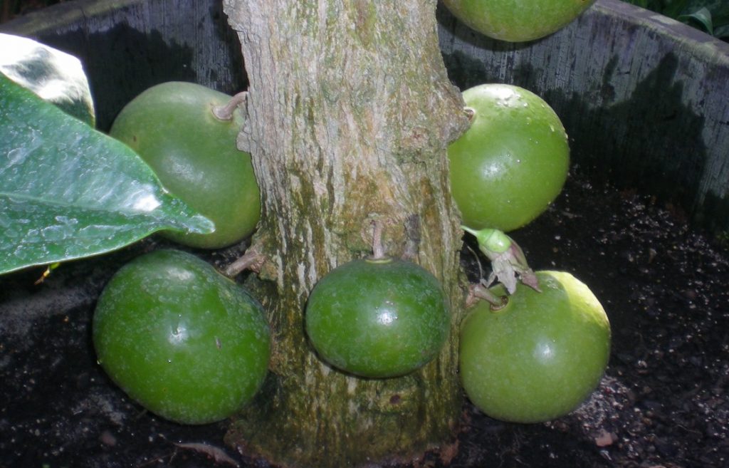 Totumo-Árbol Calabaza-Crescentia Cujete – Para Mi Jardín