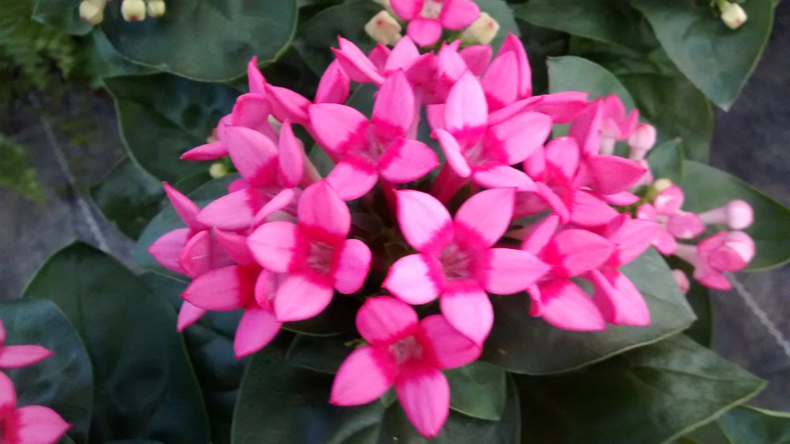 Flor de Colibrí-Bouvardia – Para Mi Jardín