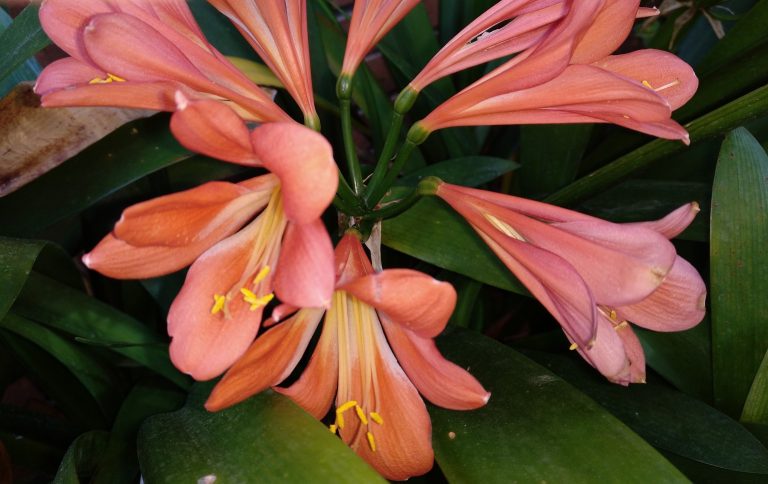 Clivia-Clivia Miniata – Para Mi Jardín