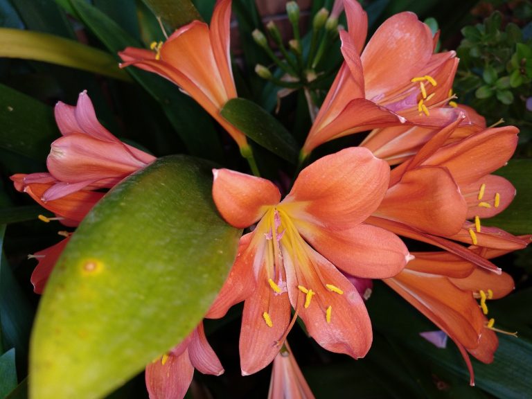 Clivia-Clivia Miniata – Para Mi Jardín