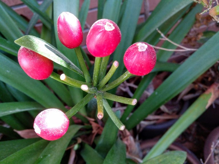 Clivia-Clivia Miniata – Para Mi Jardín
