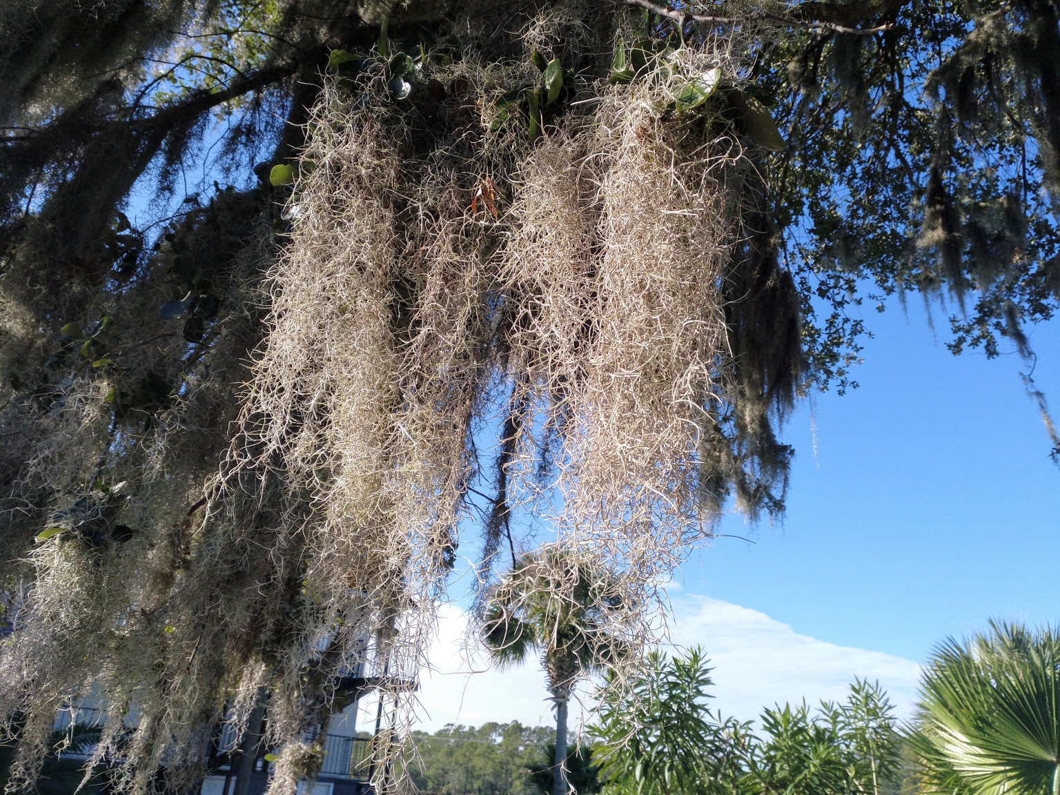 Musgo Español-Tillandsia Usneoides – Para Mi Jardín