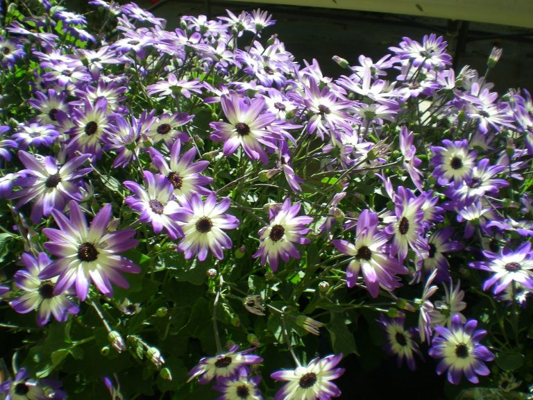 Pericallis Senetti – Para Mi Jardín
