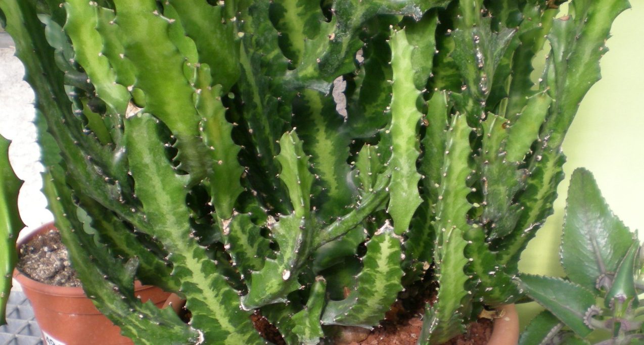 Arbol Africano de Leche-Cactus Catedral-Euphorbia Trigona – Para Mi Jardín
