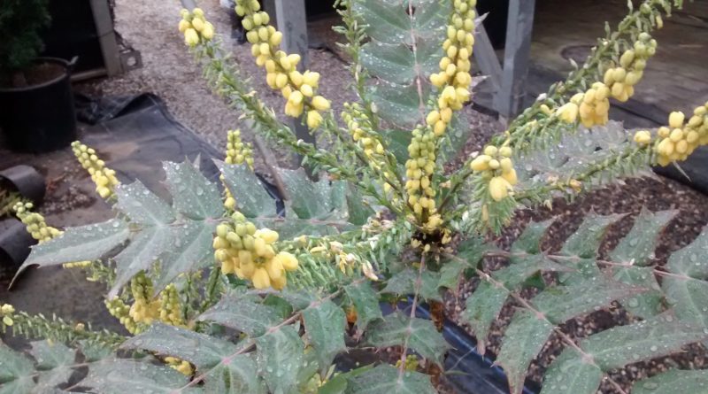Mahonia – Para Mi Jardín