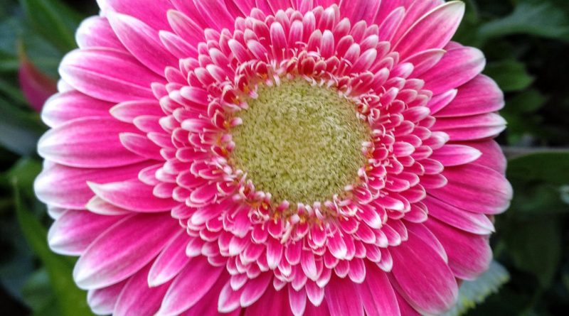 Margarita Africana-Gerbera – Para Mi Jardín