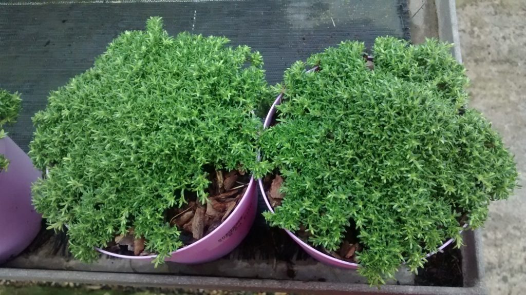 Tomillo rastrero-Thymus Praecox Coccineus – Para Mi Jardín