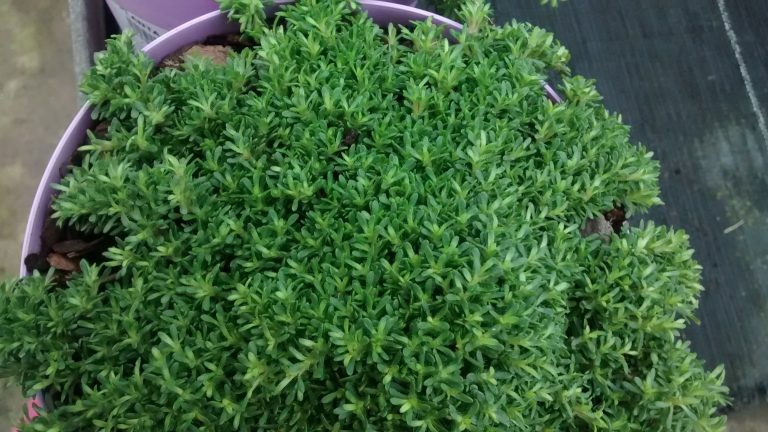 Tomillo rastrero-Thymus Praecox Coccineus – Para Mi Jardín