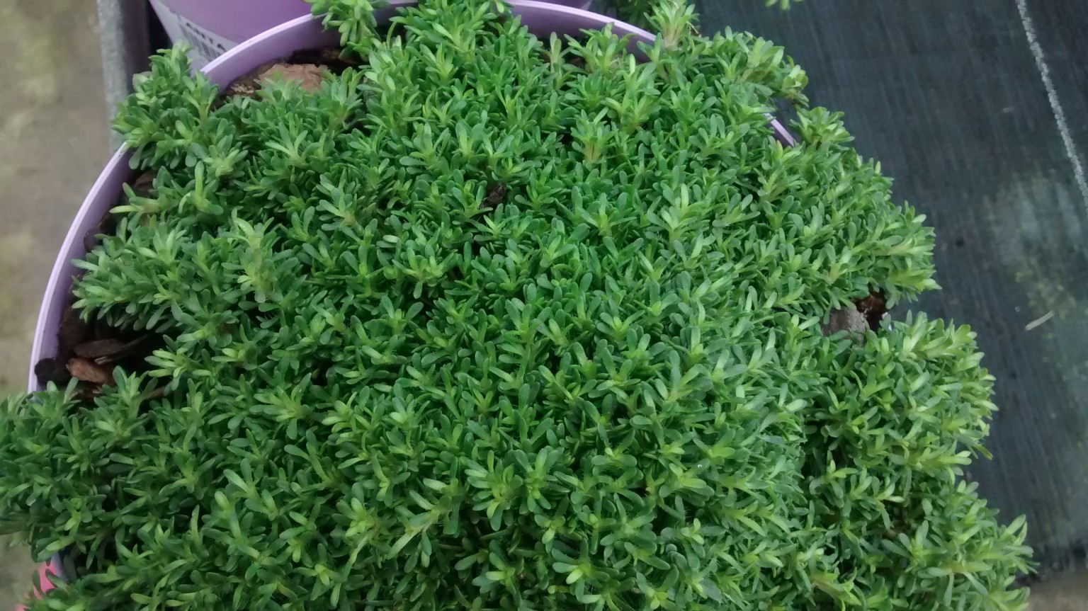 Tomillo rastrero-Thymus Praecox Coccineus – Para Mi Jardín