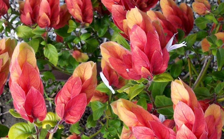 Beloperone-Justicia Brandegeeana – Para Mi Jardín