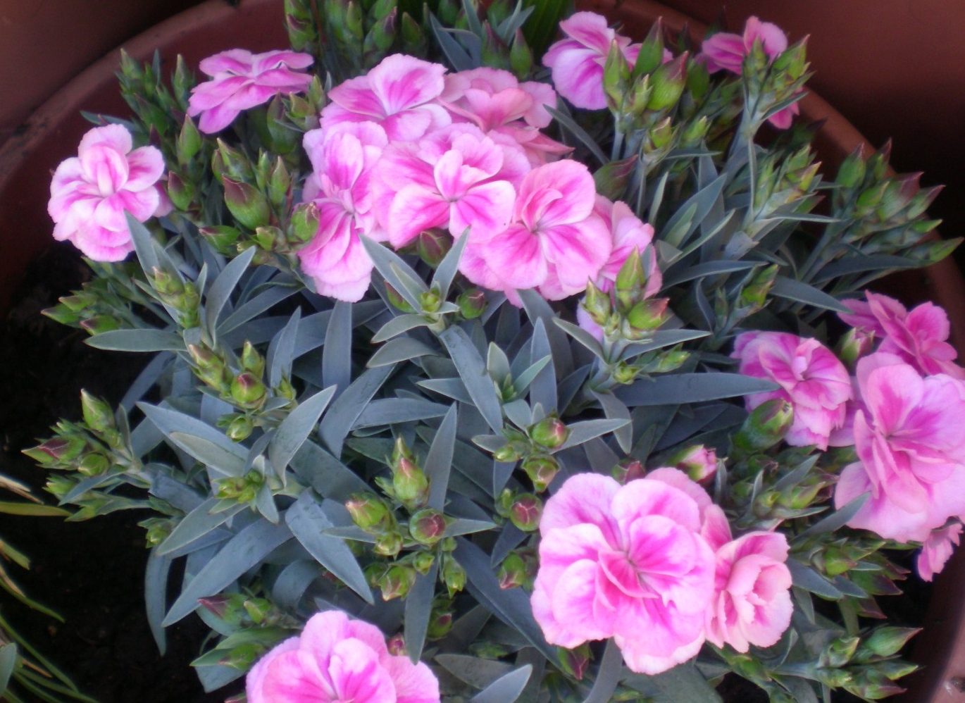 Clavellina-Dianthus Caryophyllus – Para Mi Jardín