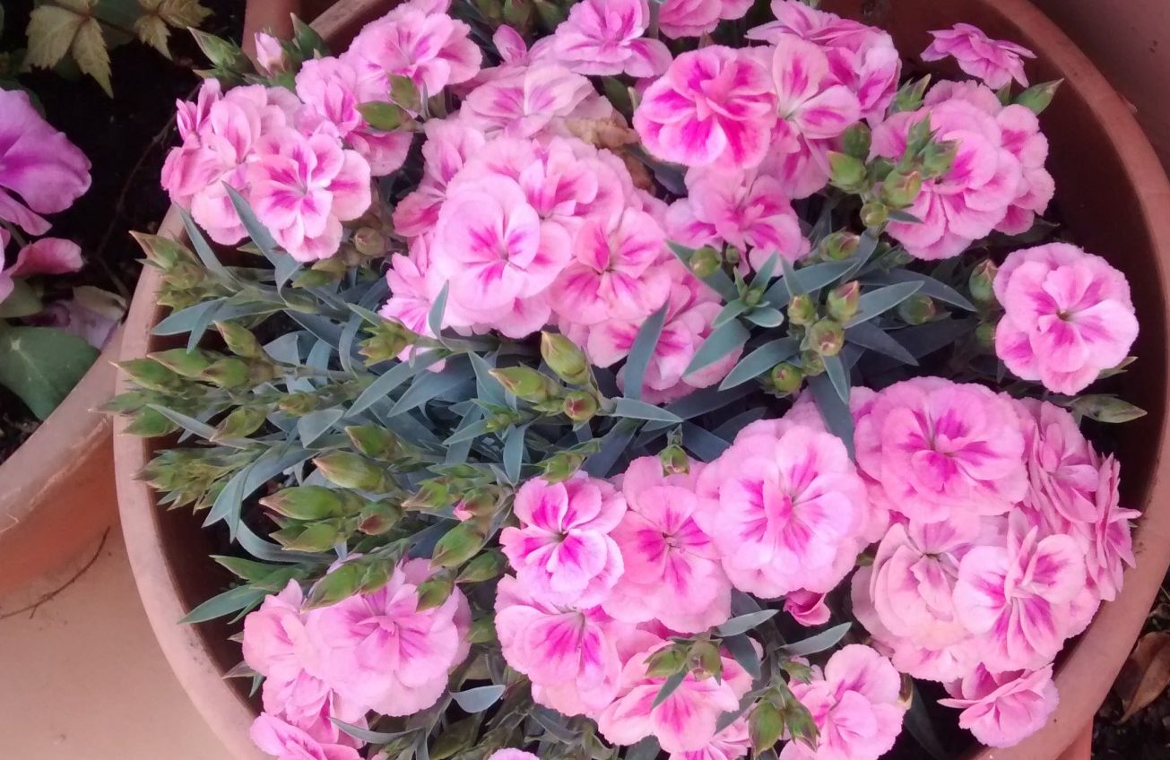 Clavellina-Dianthus Caryophyllus – Para Mi Jardín